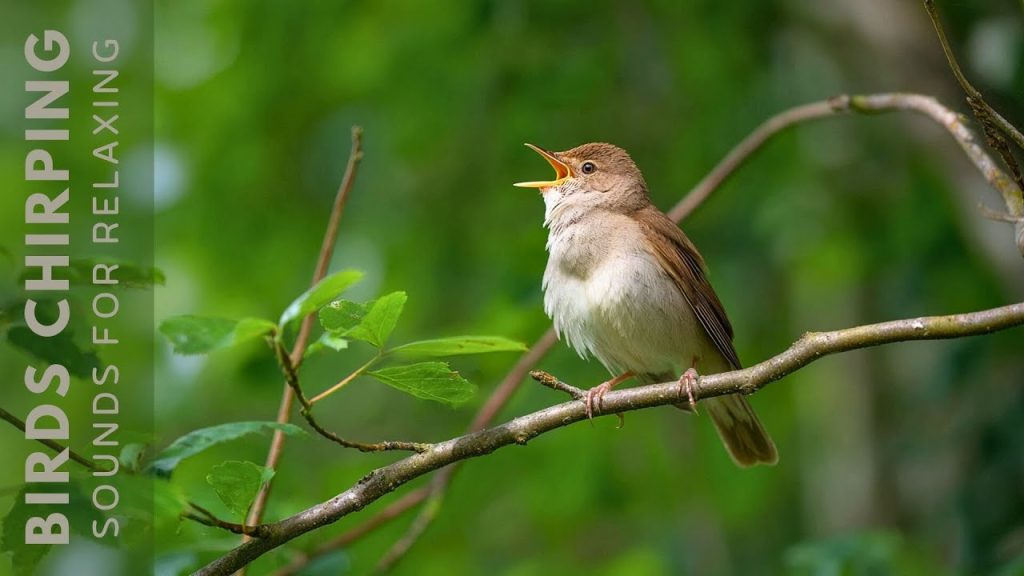 A Bird Chirping: Unlocking Nature’s Soothing Morning Melody - Birds