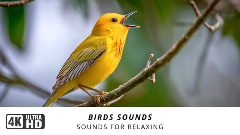 A Bird Noise: Unlocking Nature’s Soothing Sound Secrets - Birds