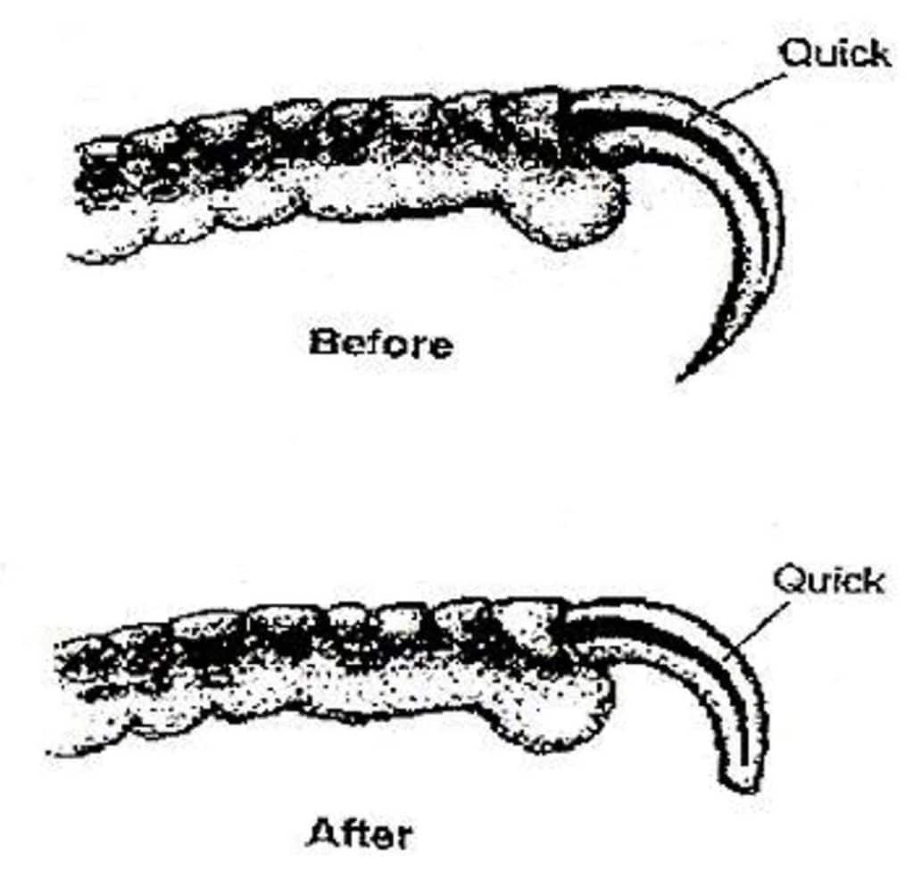 Are You Supposed to Clip Birds Nails? Essential Care Tips! - Birds