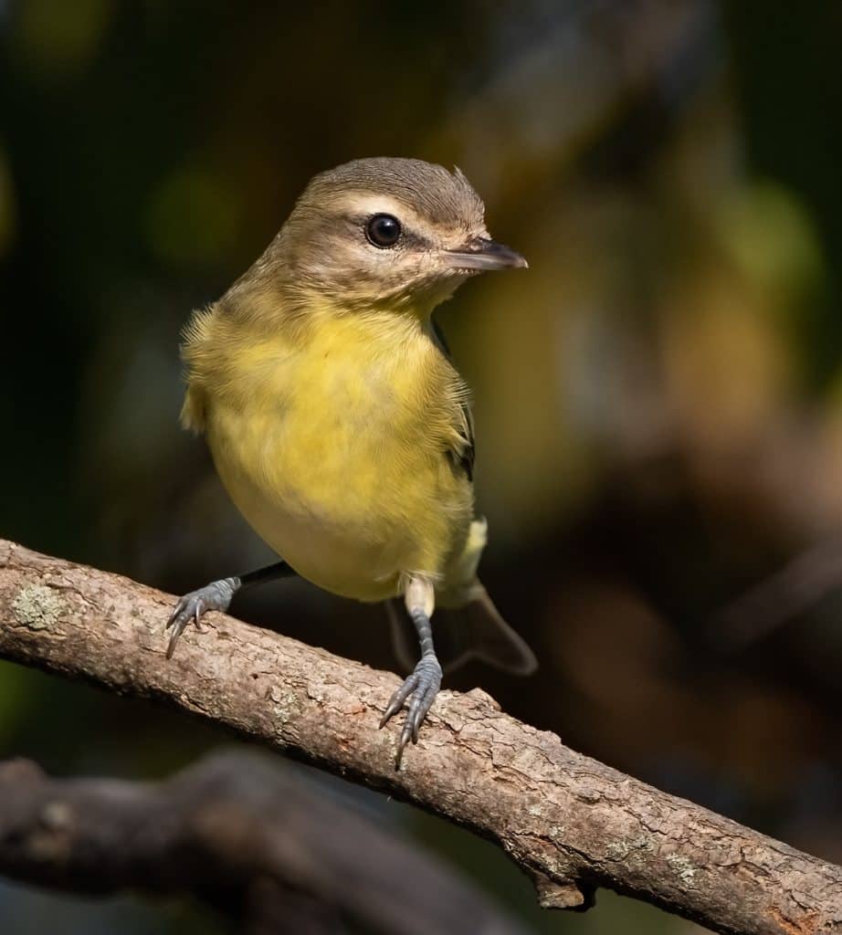Bird Photography Guide: Master Stunning Shots Every Time - Birds