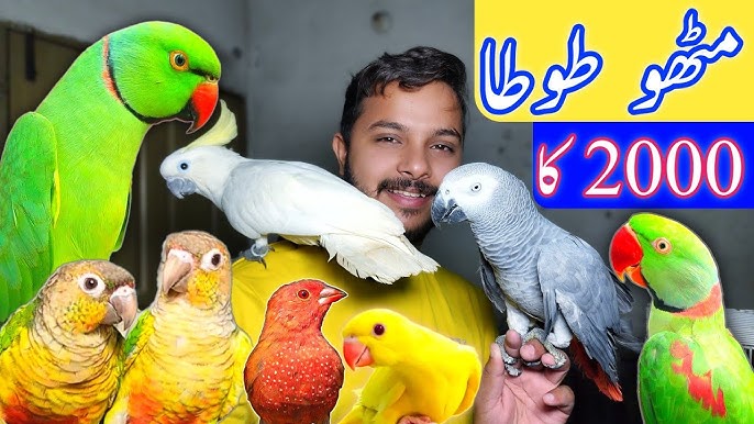 Bird Benefits in Urdu: Amazing Health & Environmental Advantages - Birds