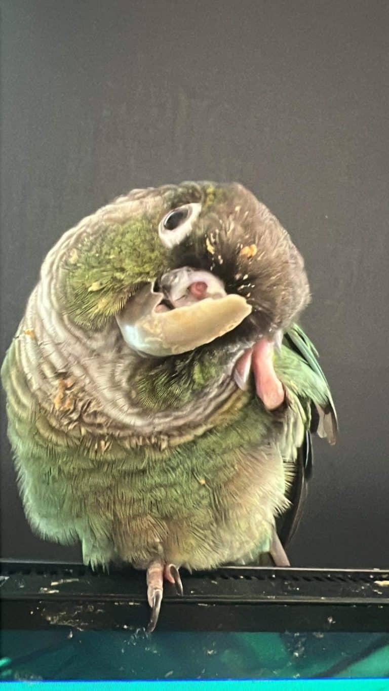Bird Can't Close Beak: Causes, Symptoms & Quick Remedies - Birds