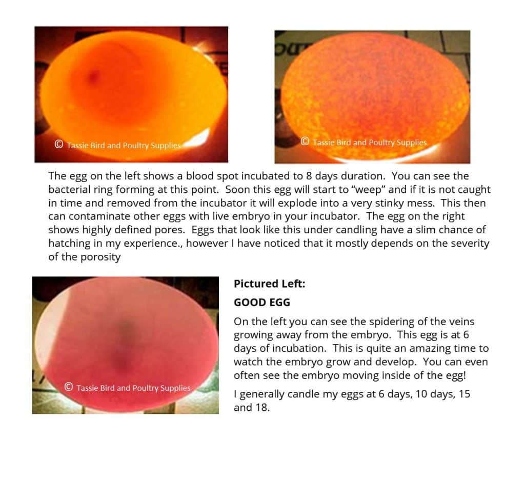 Bird Egg Incubation Period: Essential Facts Every Birder Needs - Birds