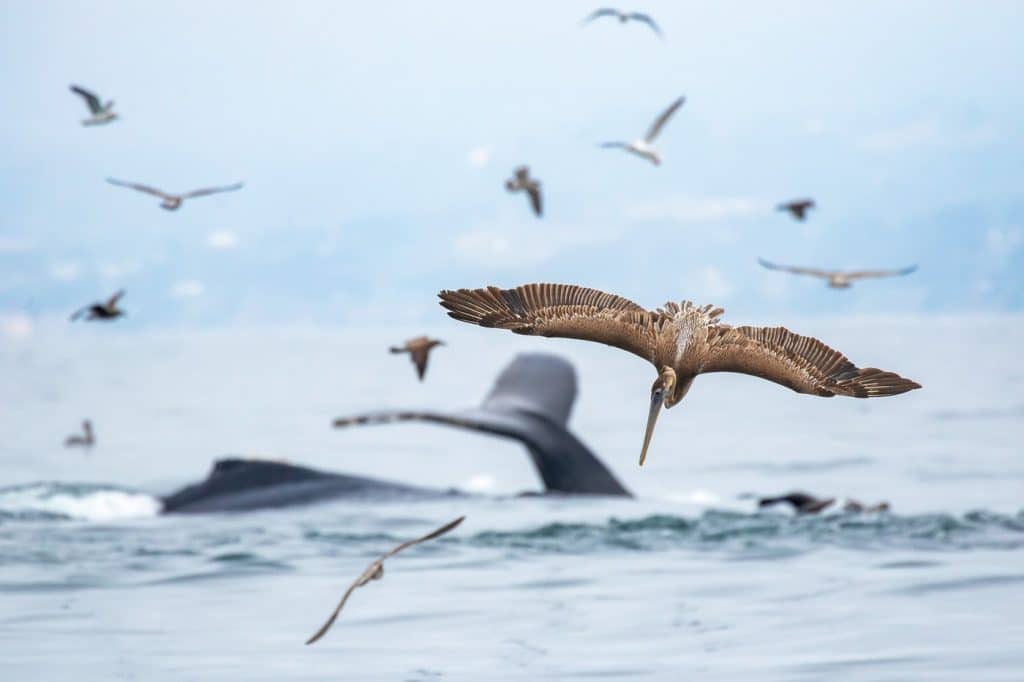Bird Migration Across Oceans: Epic Journeys and Survival Secrets - Birds