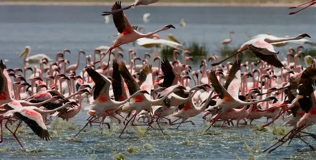 Bird Migration And Biodiversity: Unveiling Nature’s Vital Connection ...