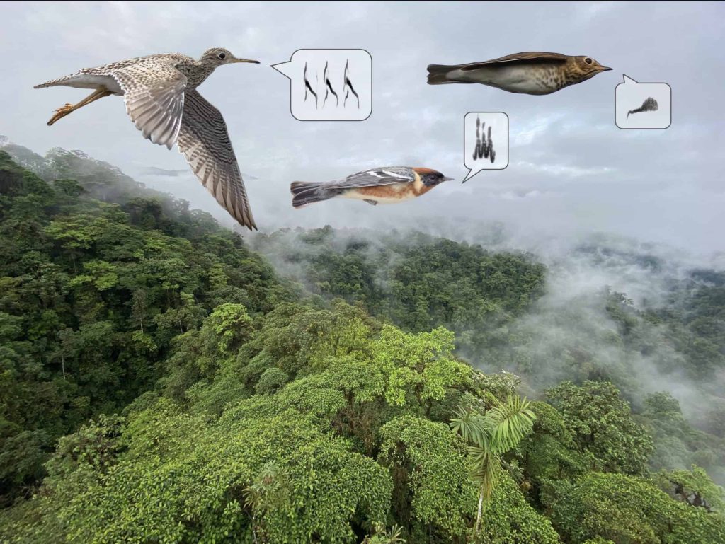 Bird Migration in Forests: Stunning Journeys and Hidden Secrets
