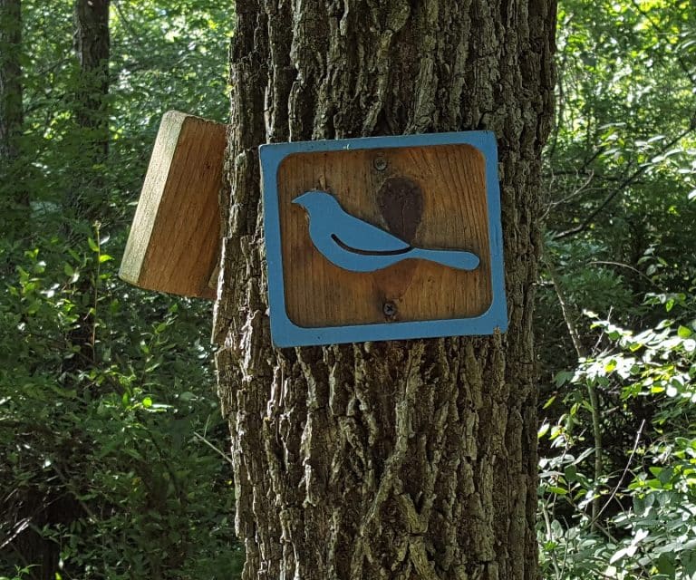 Bird Nest Monitoring Projects: Essential Tips for Success - Birds