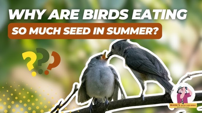 Can Birds Eat Too Much Bird Seed: Risks and Safe Feeding Tips - Birds