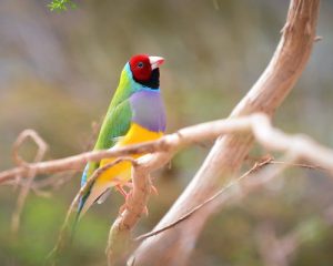 Can Birds See in Color: Unveiling Their Vivid Visual World - Birds