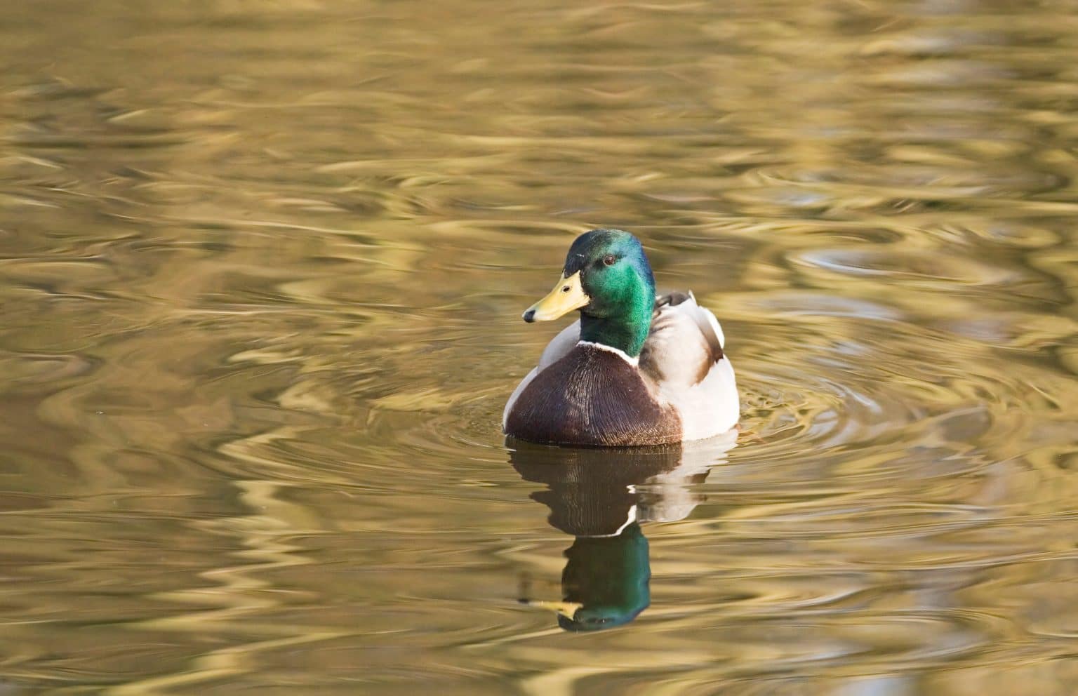 Can Ducks Eat Wild Bird Seed: Surprising Facts You Must Know - Birds