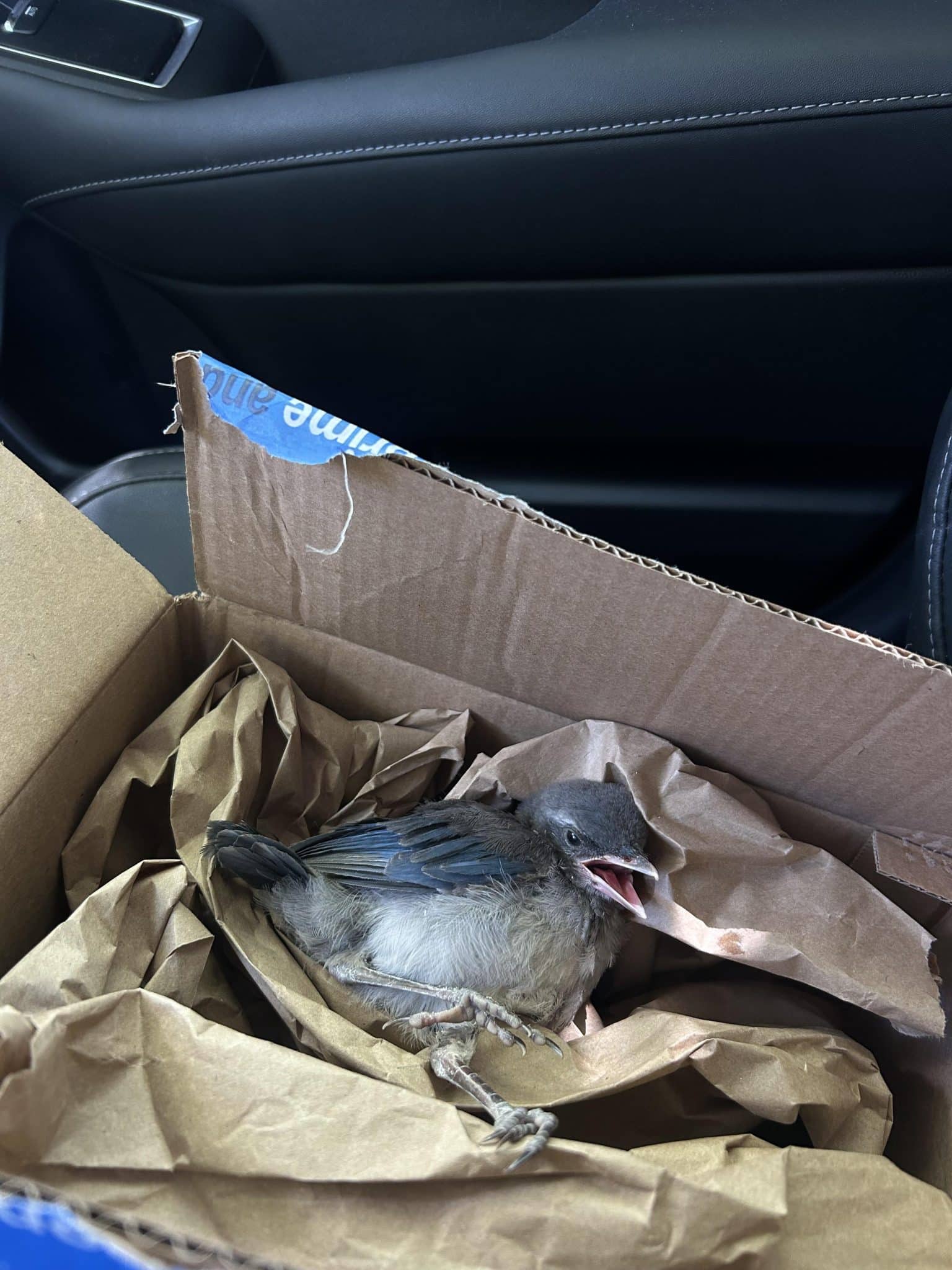 Can I Give an Injured Bird Worms: Essential Care Tips Revealed - Birds