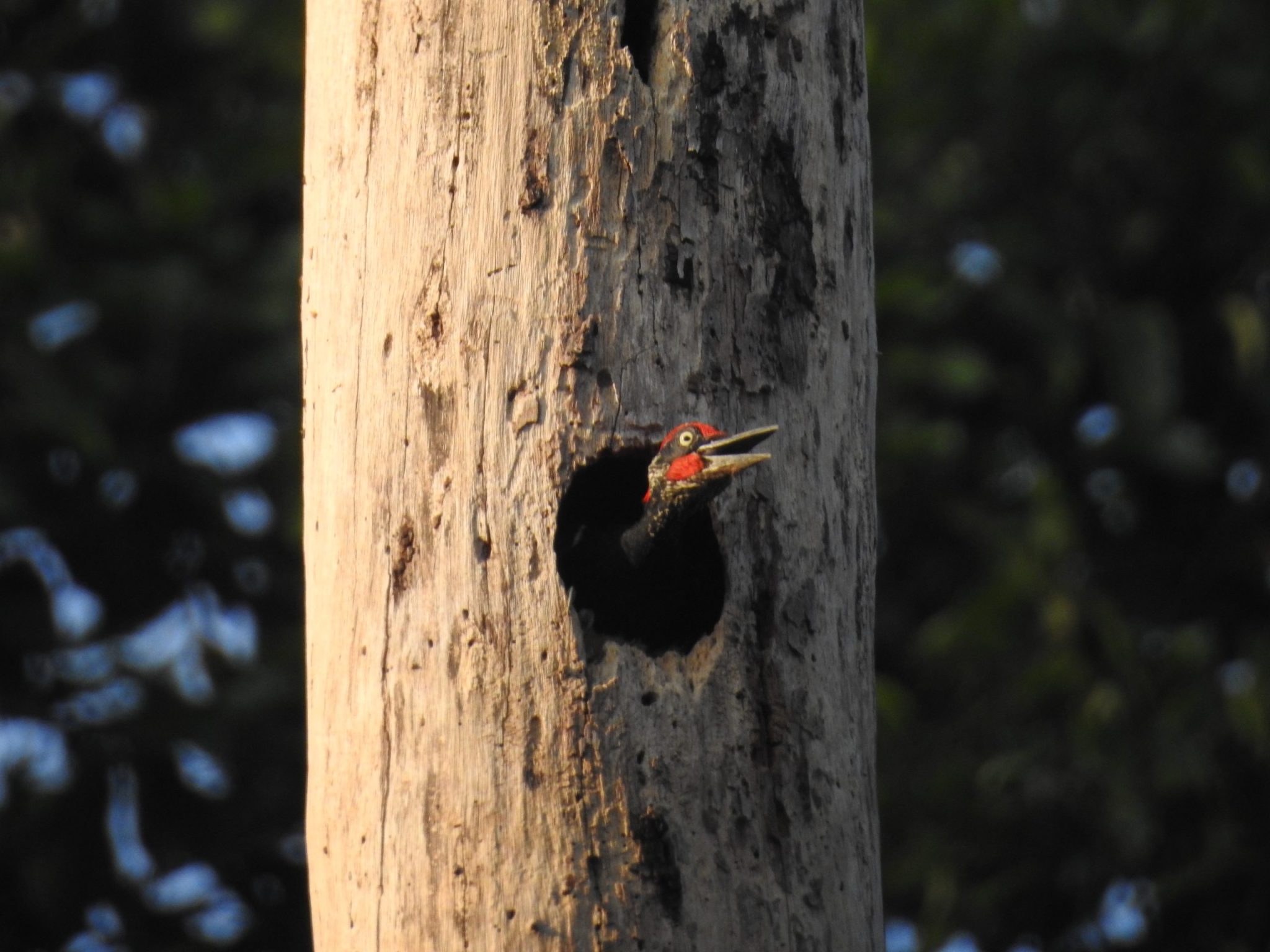 Cavity Nesting Birds: Fascinating Insights for Enthusiastic ...