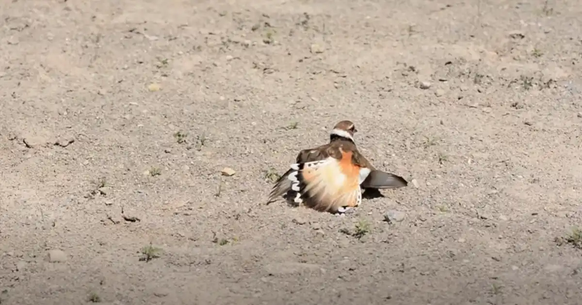 Do Birds Heal Fast: Surprising Facts About Their Recovery Speed - Birds