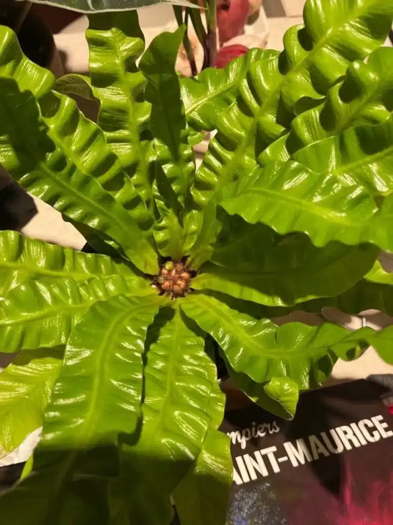 Does Bird Nest Fern Have Flowers: Surprising Facts Revealed! - Birds