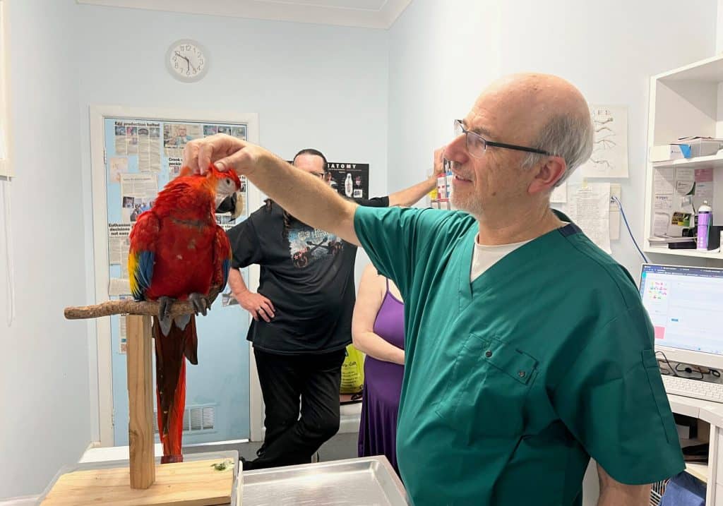 Exotic Bird Animal Hospital: Expert Care for Your Feathered Friends - Birds