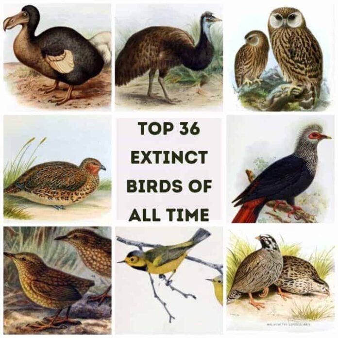 Extinct Birds: Rediscovering Lost Avian Wonders - Birds