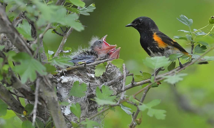 Helping Birds During Nesting Season: Essential Tips for Success - Birds