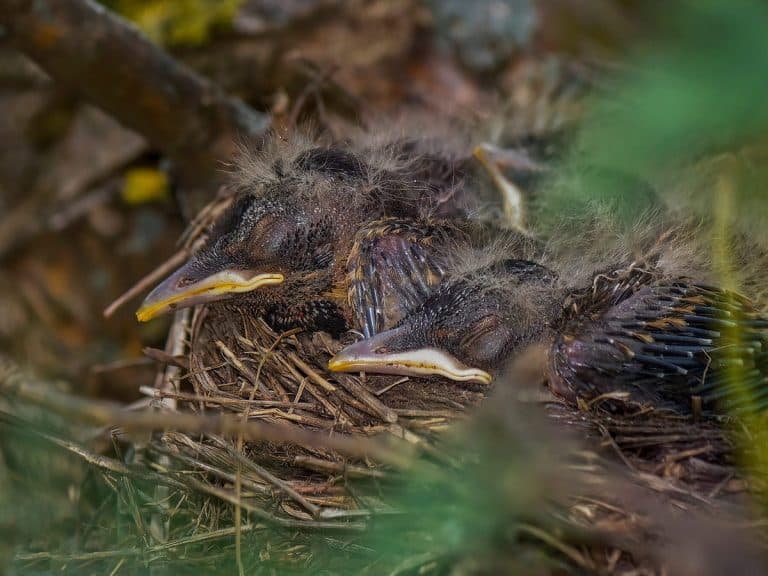 What Bird is Not a Bird: Mind-Blowing Facts About Nature’s Fakes - Birds
