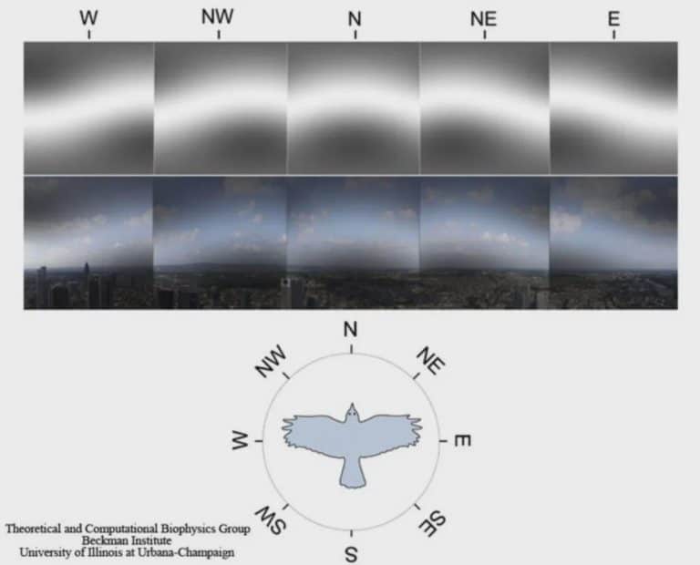 How Do Birds Sense Magnetic Fields: Unraveling Nature’s Hidden Compass ...