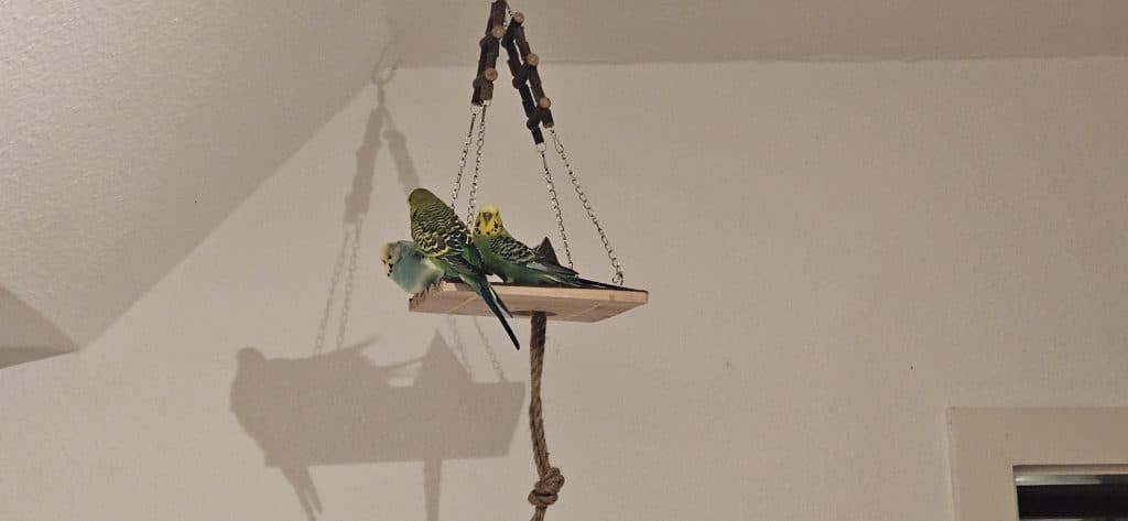 How Do You Hang Bird Perch from Ceiling: Easy Step-by-Step Guide - Birds