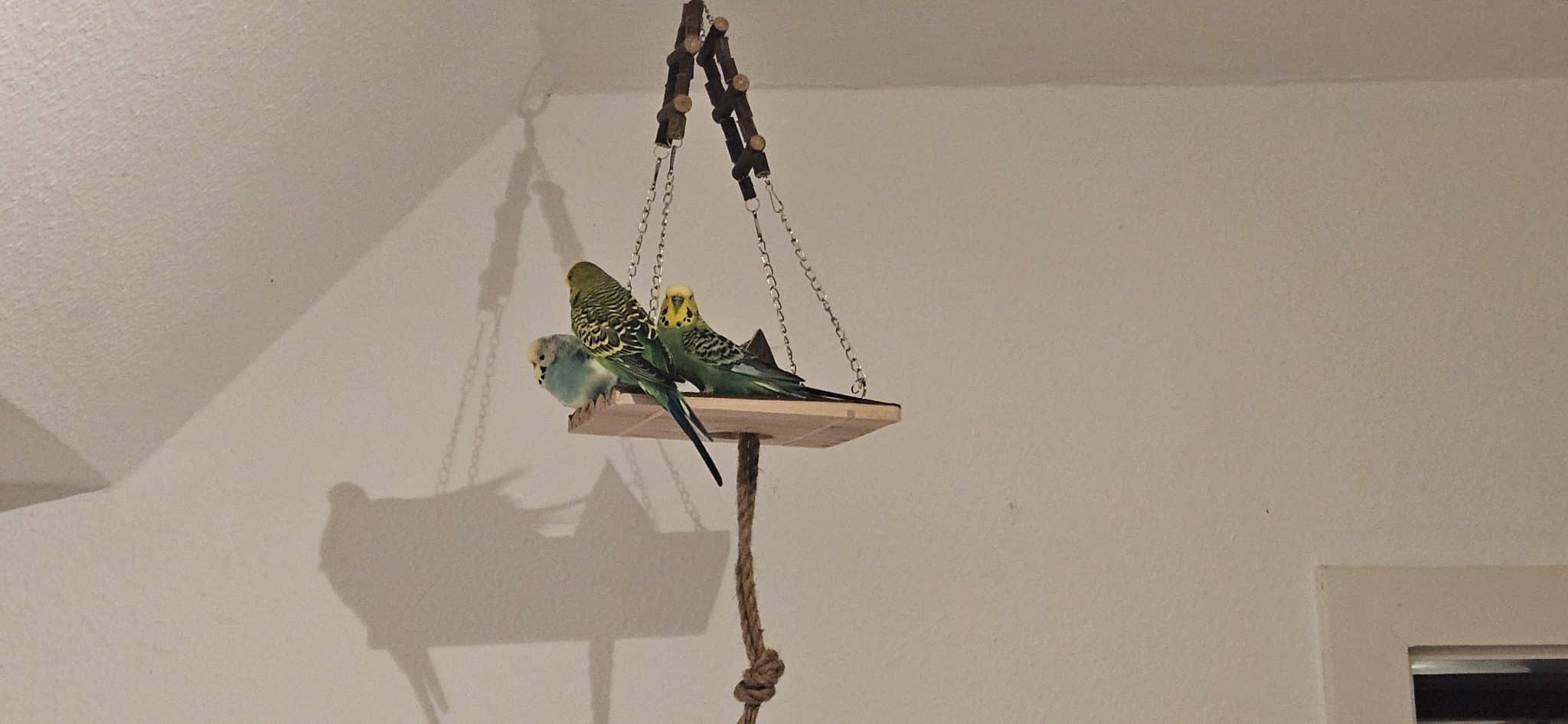 How Do You Hang Bird Perch from Ceiling: Easy Step-by-Step Guide - Birds