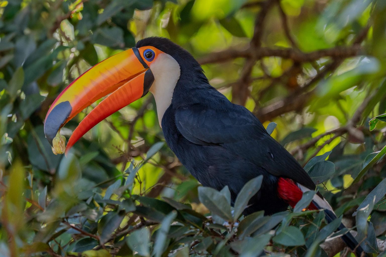 How Is the Toucan Adapted to Hot Climate? Full Guide