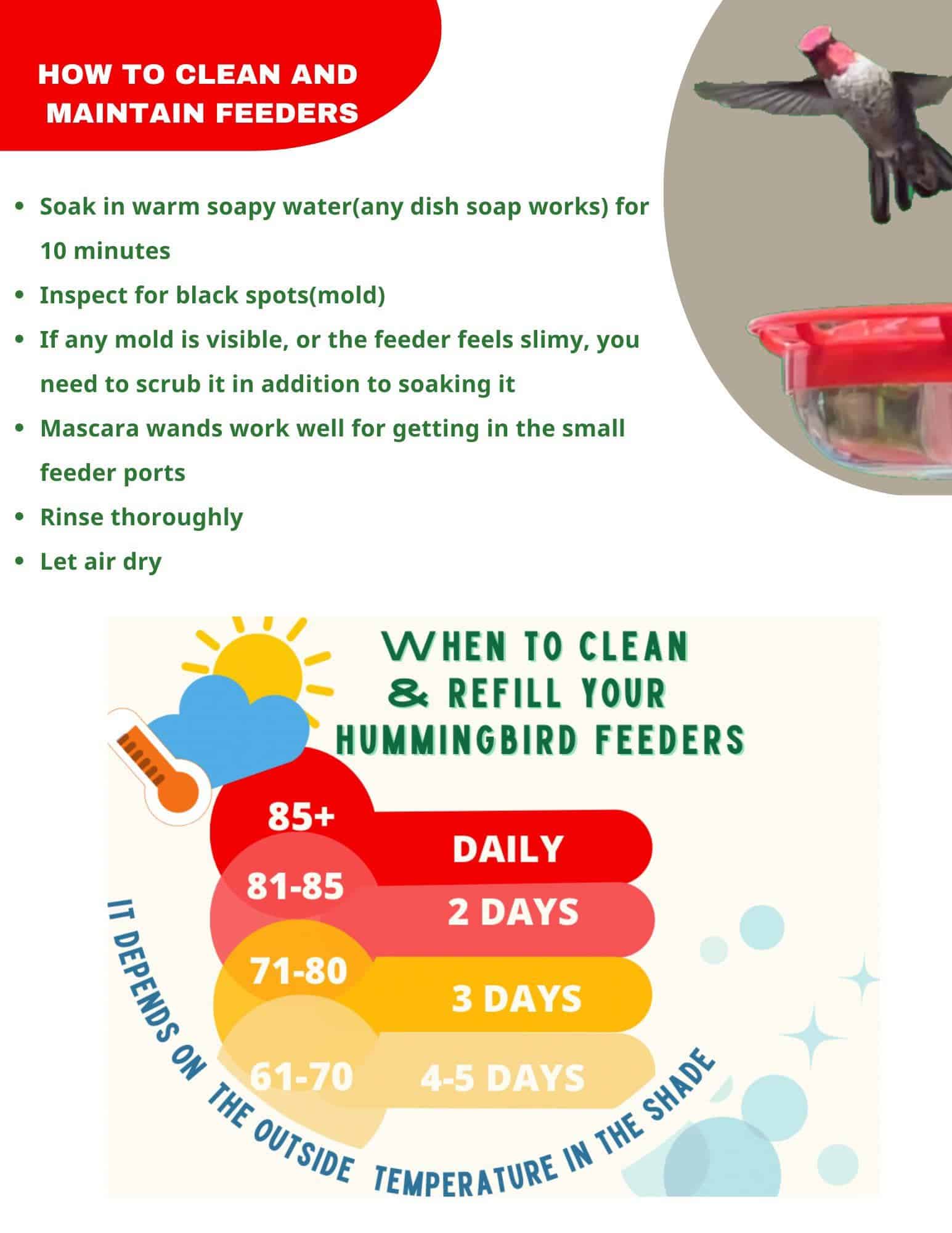 How Often to Clean Feeders for Birds: Essential Tips for Health - Birds