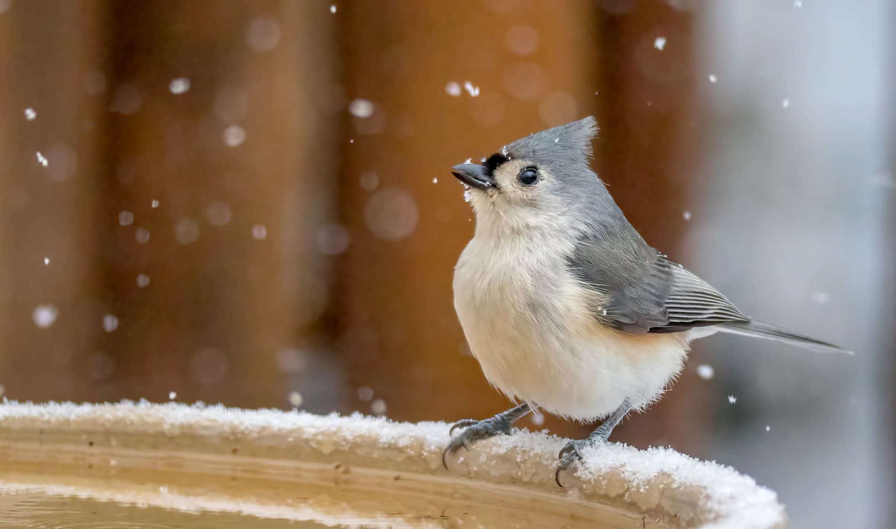 How to Attract Birds in Mountains: Ultimate Guide for Bird Lovers - Birds