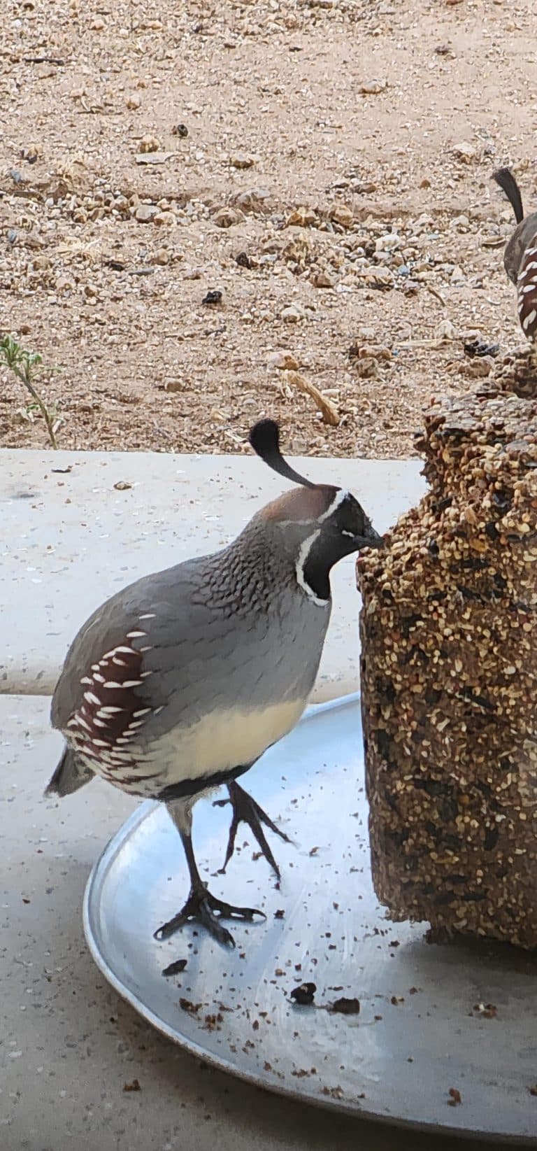 How to Attract Quail 2026 Guide Tips & Tricks