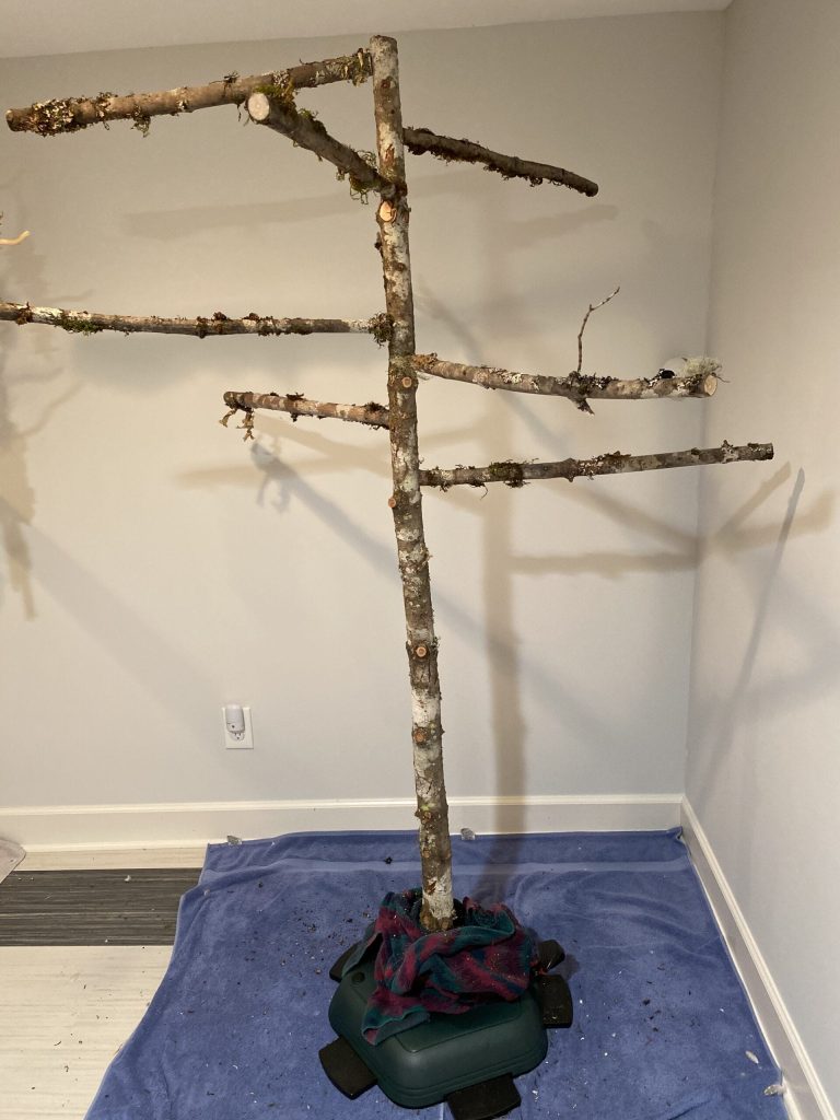 How to Clean Branches for Bird Perches: Easy & Safe Tips