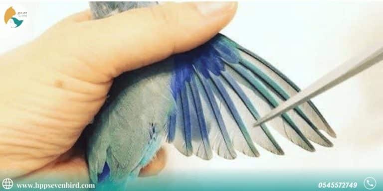 How to Clip Bird Wings Safely: Essential Tips for Pet Owners - Birds