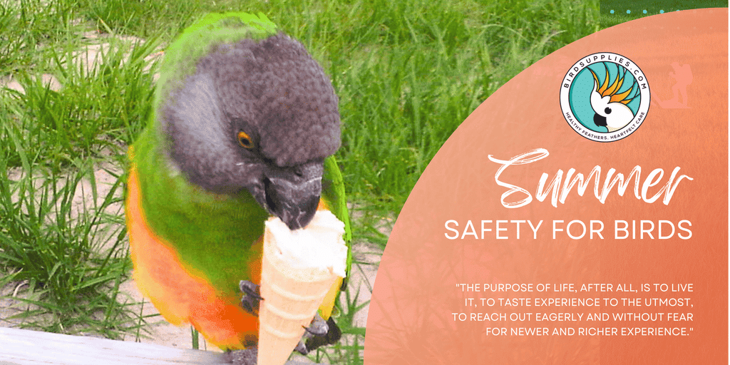 How to Cool down an Overheated Bird: Essential Tips & Tricks - Birds