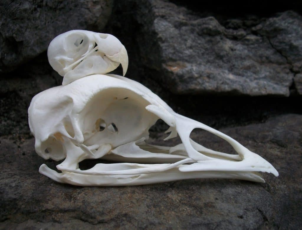 How to Disinfect a Bird Skull: Easy Steps for Safe Cleaning - Birds