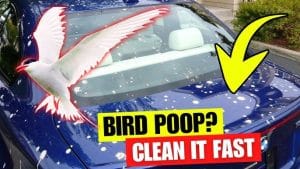 How to Disinfect Bird Poop Properly and Safely