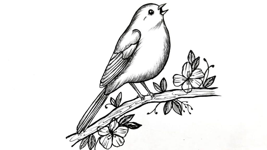 How to Draw a Bird Perched on a Branch: Easy Step-by-Step Guide - Birds