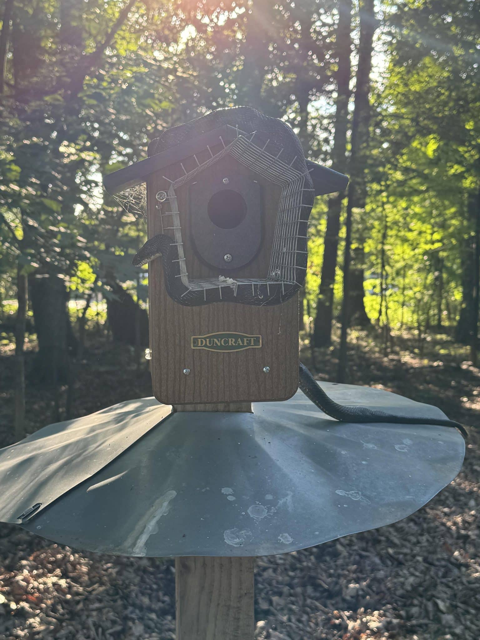 How to Keep Predators Away from Bird Houses: Ultimate Protection Tips ...
