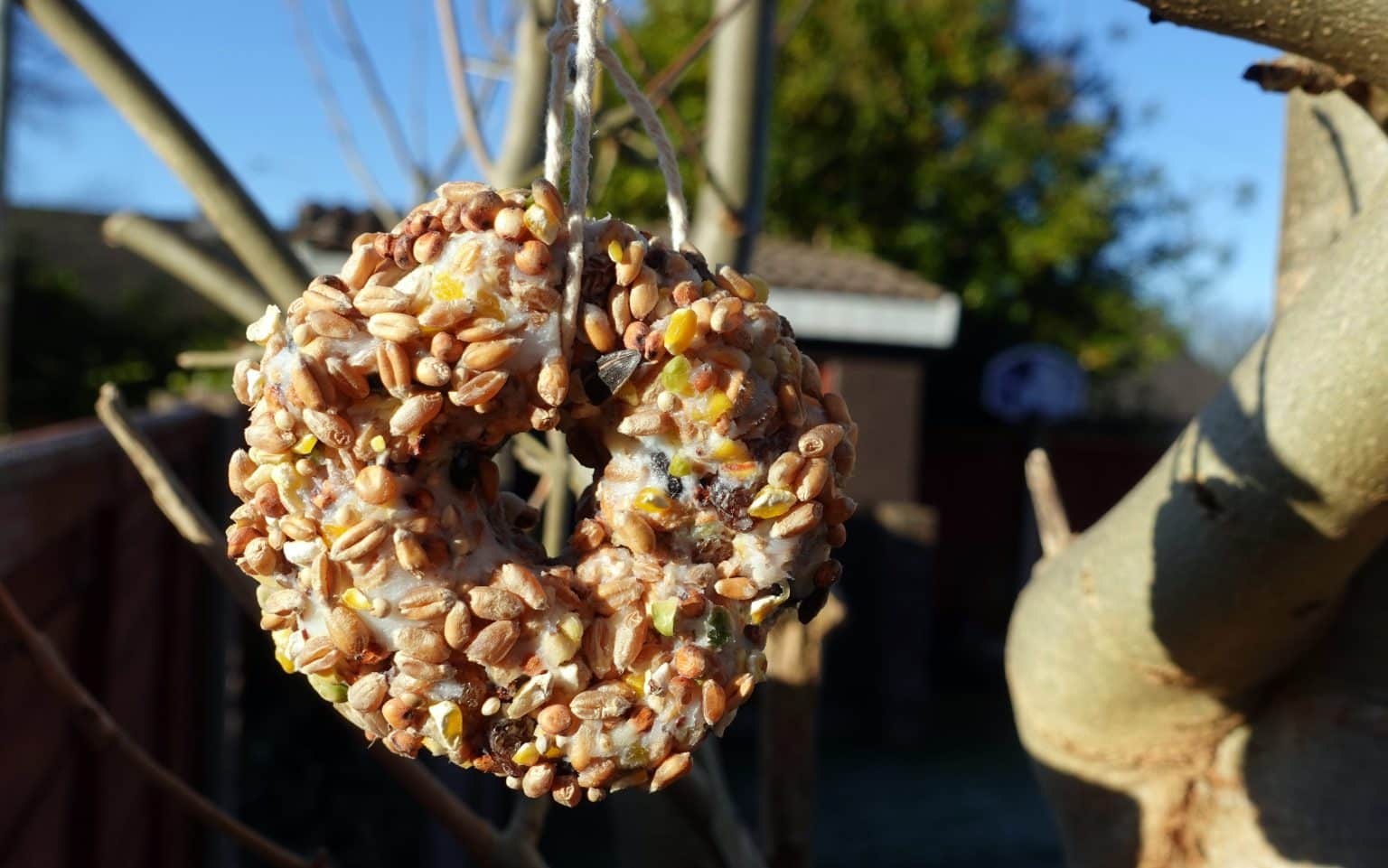How to Make Bird Seed Wreath: Easy Steps for Stunning Results - Birds