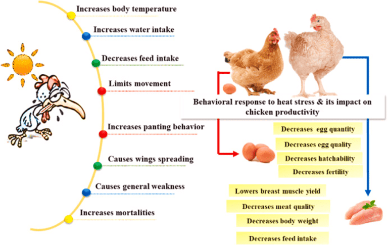 How to Prevent Heat Stress in Birds: Essential Tips for Safety - Birds