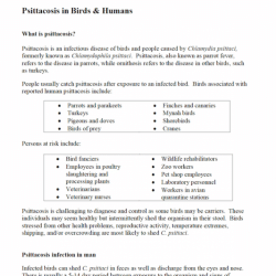 How to Prevent Psittacosis in Birds: Essential Tips for Safety - Birds