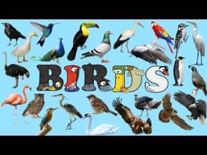 How to Spell a Bird Noise: Master the Sounds of Nature - Birds