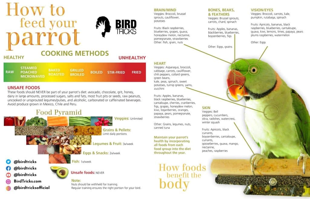 How to Start Feeding My Bird Fruits: Easy Tips for Healthy Snacks - Birds