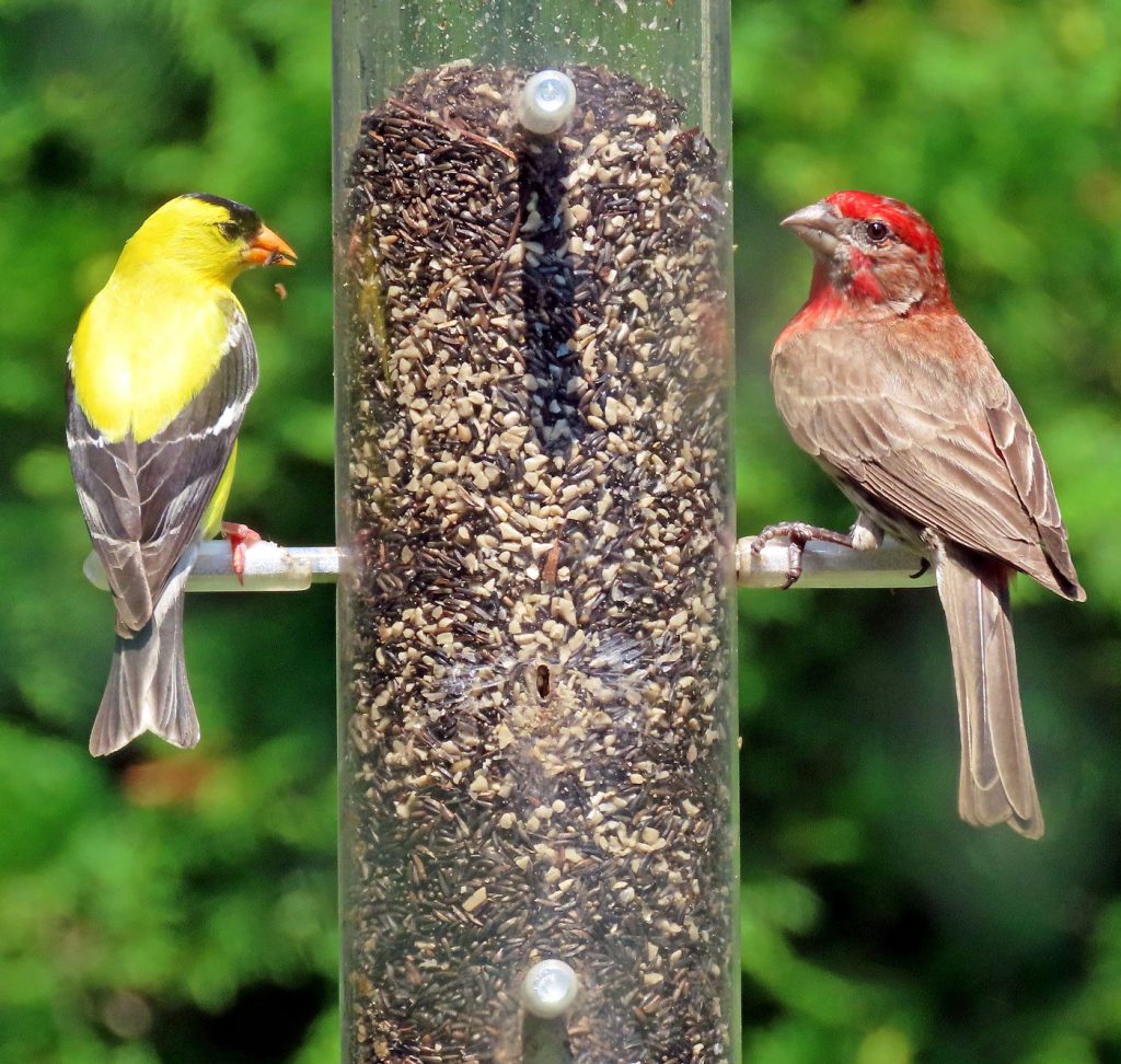 Is It Safe to Put Out Bird Seed: Essential Safety Tips Revealed - Birds