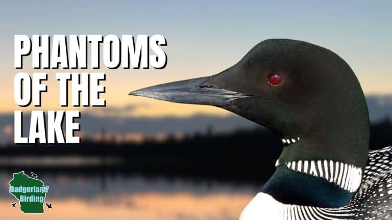 Loon Bird Call: Nature's Enchanting Symphony