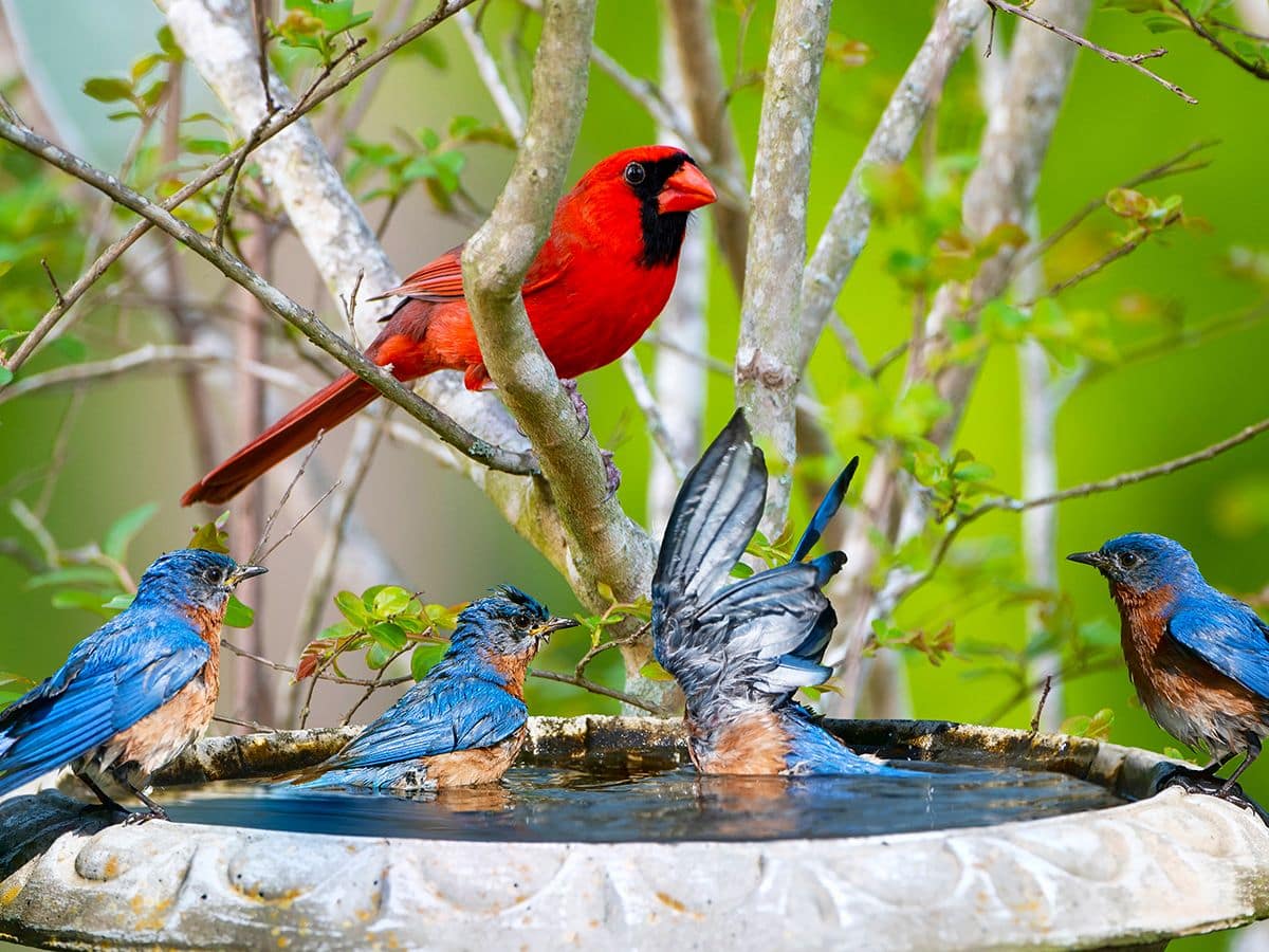 Mistakes to Avoid When Attracting Birds: Top Tips for Success - Birds