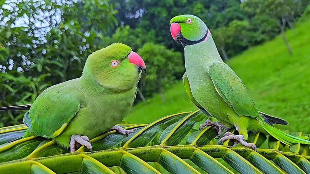 Parrot Bird Sound: Unravel the Secrets of Their Chatter - Birds