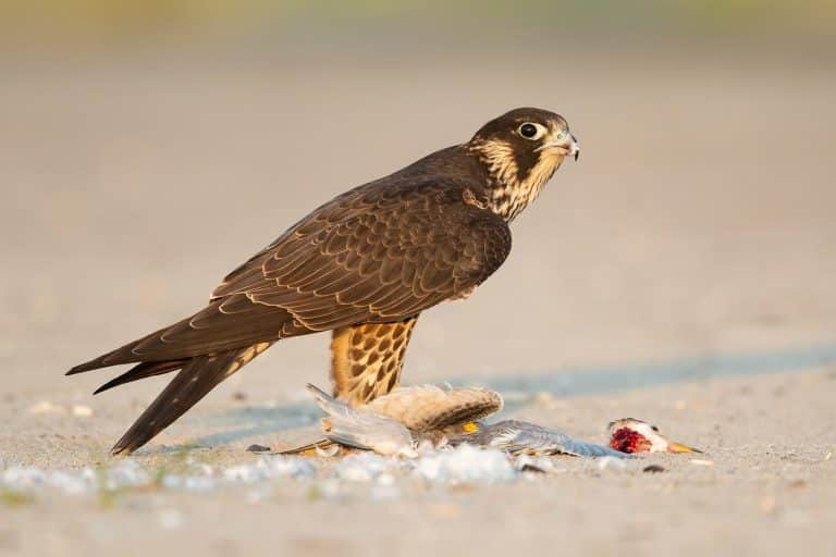 Peregrine Falcon Bird Call: Nature's Sonic Marvel - Birds