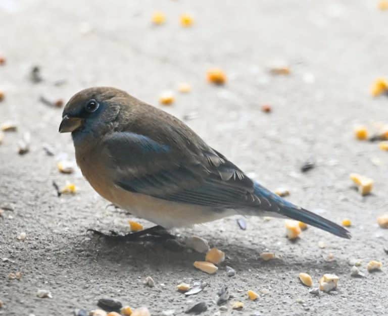 Rare Ohio Birds: Discover Stunning Species You Must See - Birds