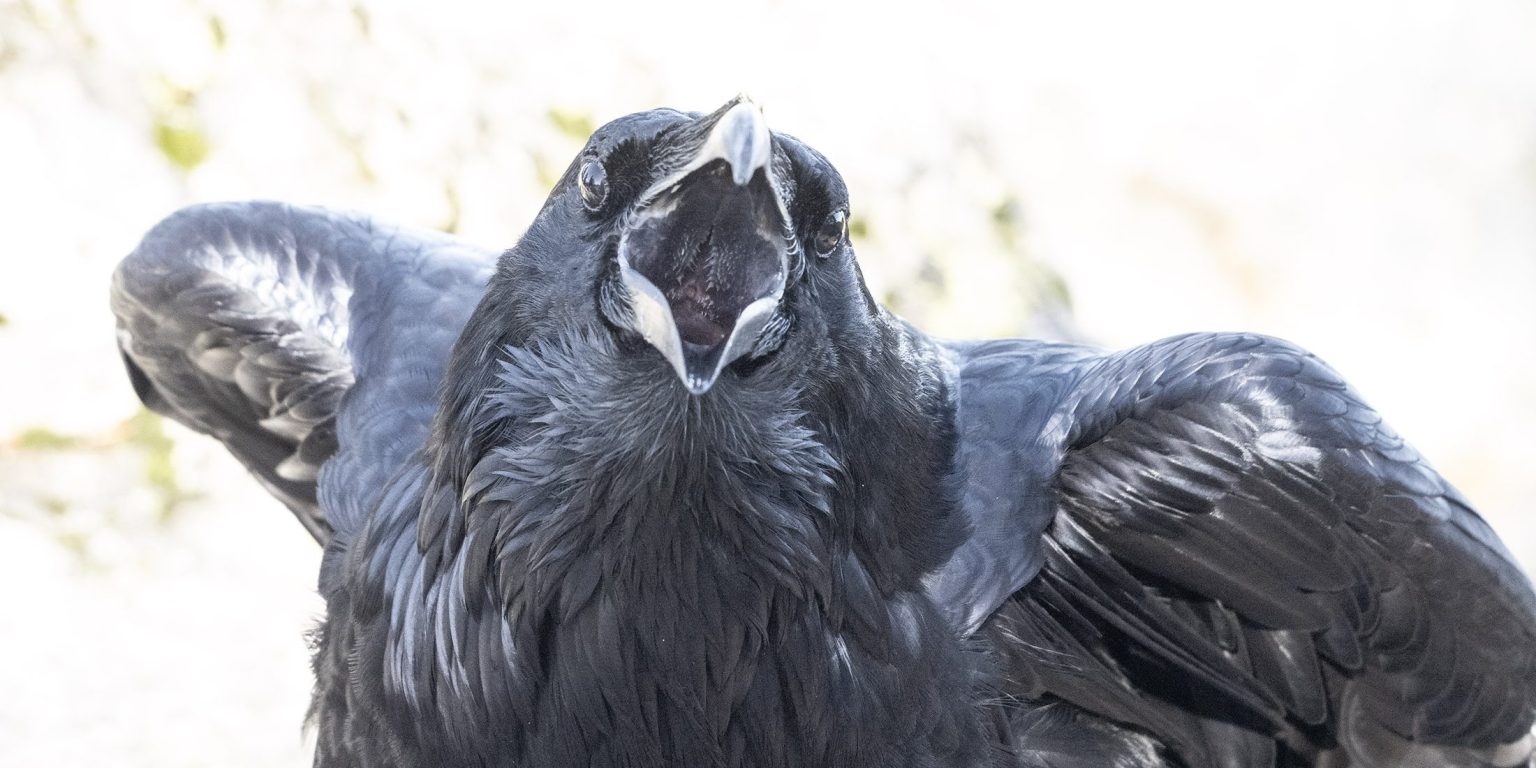 Raven Bird Call: Decoding Nature's Mysterious Voice - Birds