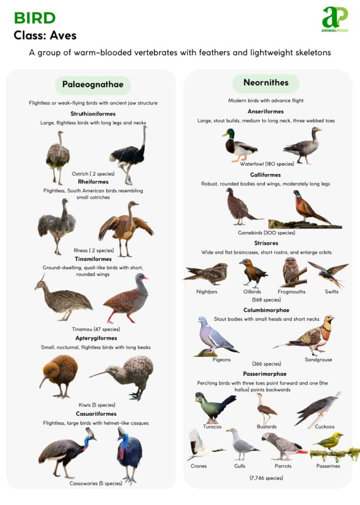 What are 3 Adaptations of a Bird: Key Traits Explained Clearly - Birds