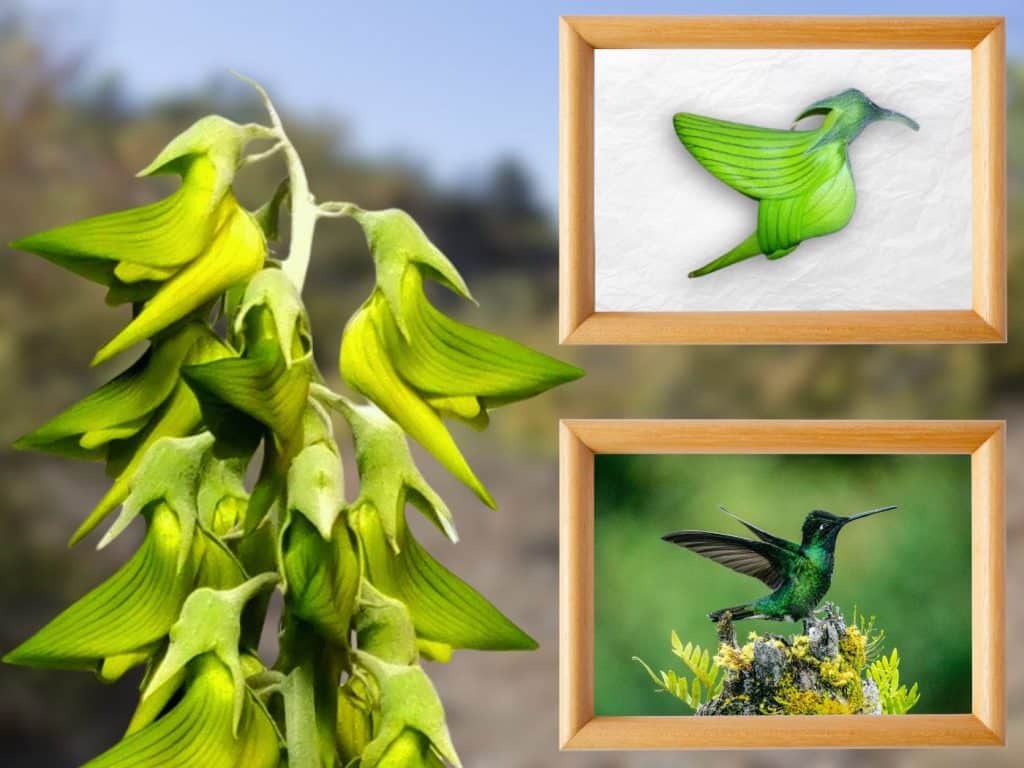 What are the Different Adaptations Shown by Bird Pollinated Flowers ...